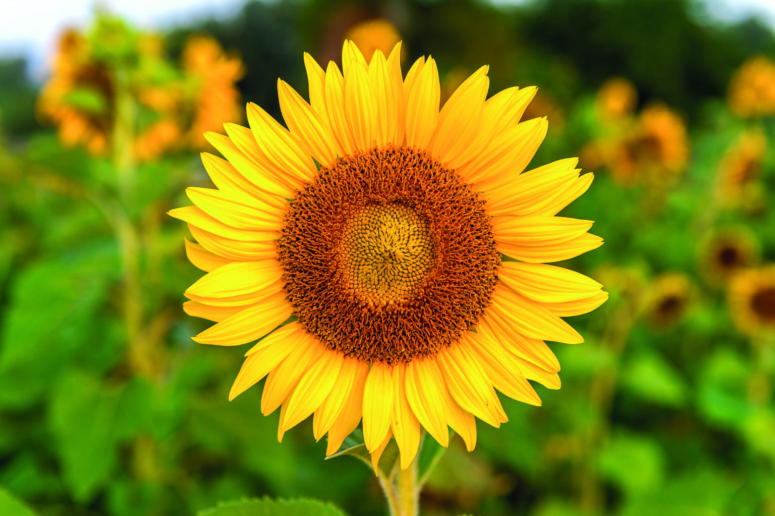 Título Noticia - Maxan