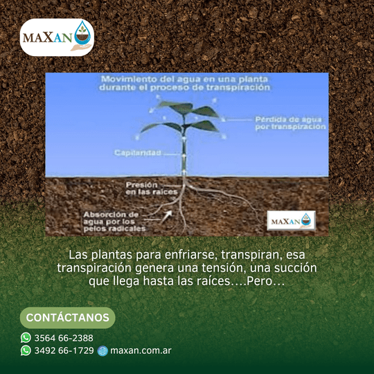 Información - Maxan