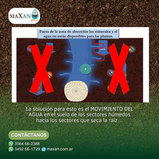 Información - Maxan